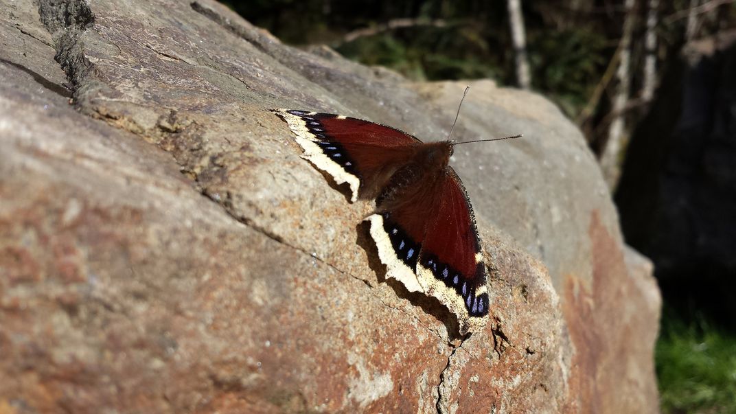 A moth ready to take flight on Tiger Mountain, WA. | Smithsonian Photo ...