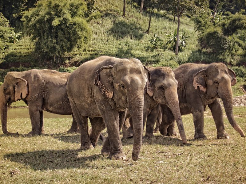 The Pachyderm Family | Smithsonian Photo Contest | Smithsonian Magazine