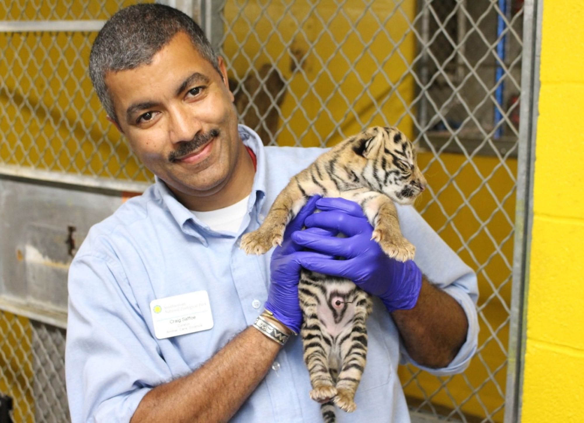 From Gutter Cats to Great Cats | Smithsonian Voices | Office of ...