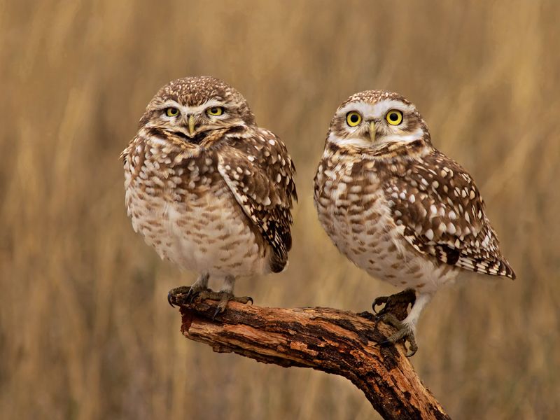 Lechuzas en Alerta | Smithsonian Photo Contest | Smithsonian Magazine