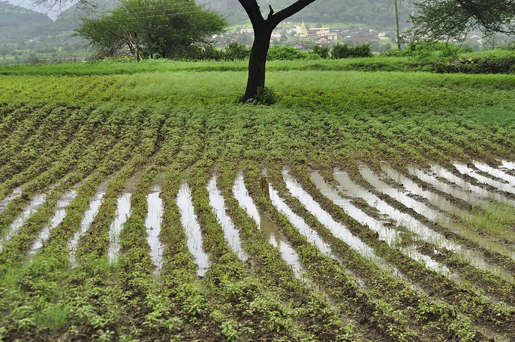 Ploughed Farm fields: Rice fields in interiors in Maharashtra India ...