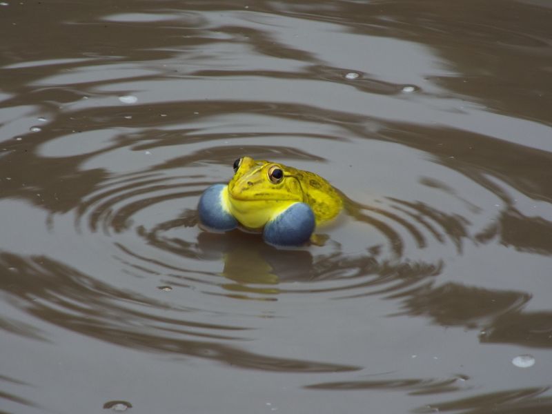 Indian Bull Frog | Smithsonian Photo Contest | Smithsonian Magazine