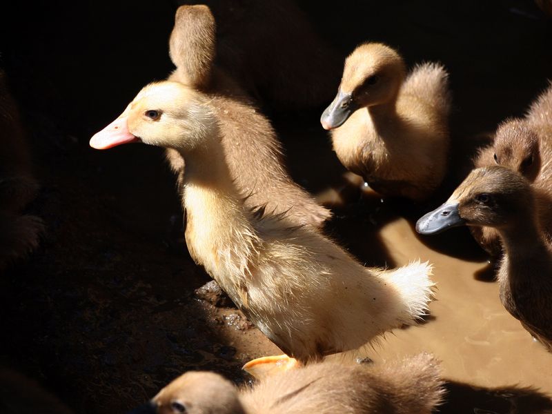 Ducks in the Shadows | Smithsonian Photo Contest | Smithsonian Magazine