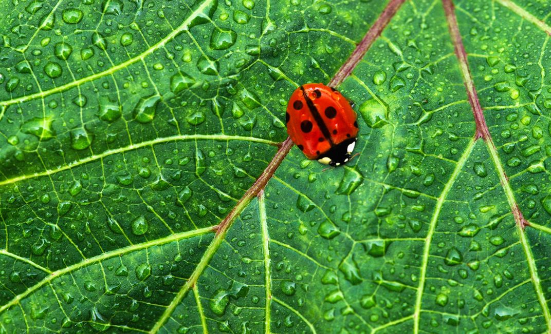 Ladybug in rain | Smithsonian Photo Contest | Smithsonian Magazine