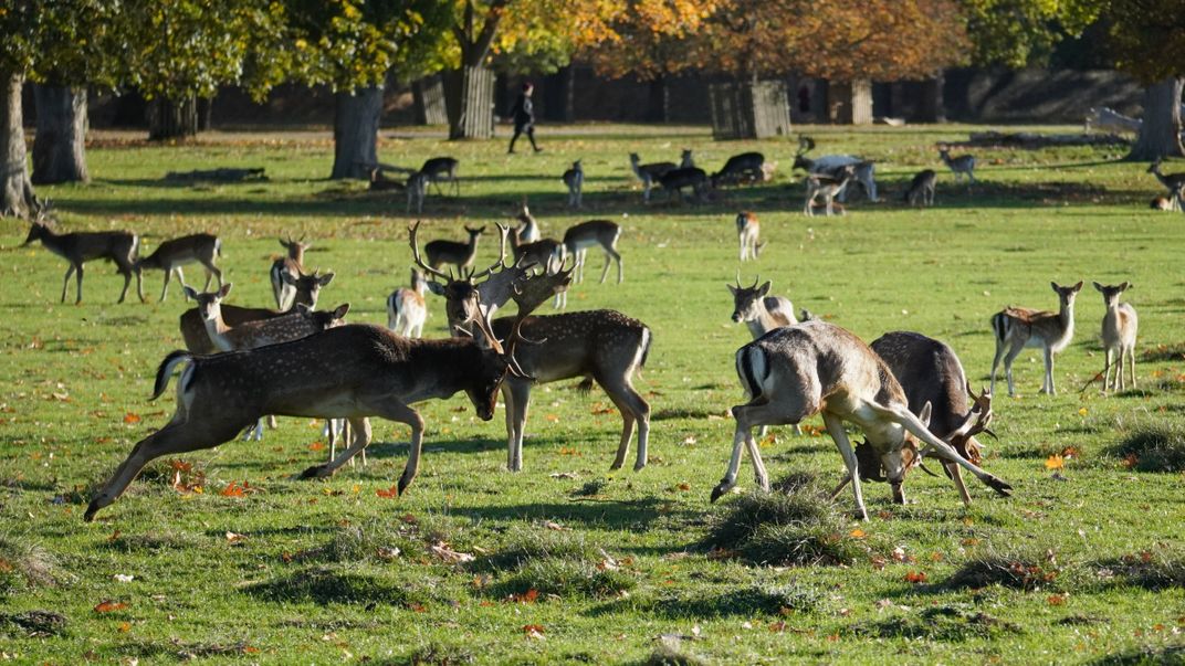 Joining in the rut | Smithsonian Photo Contest | Smithsonian Magazine