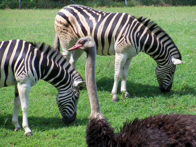 An ostrich possibly sleeping among zebras at the Nashville Zoo in ...