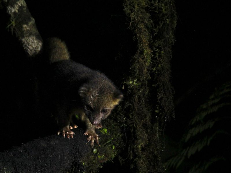 Female Olinguito in the Cloud Forest of Ecuador, outside of Mindo. The ...