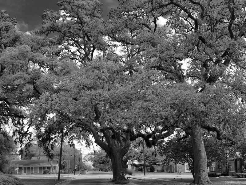 Tree in the middle of the road. | Smithsonian Photo Contest ...
