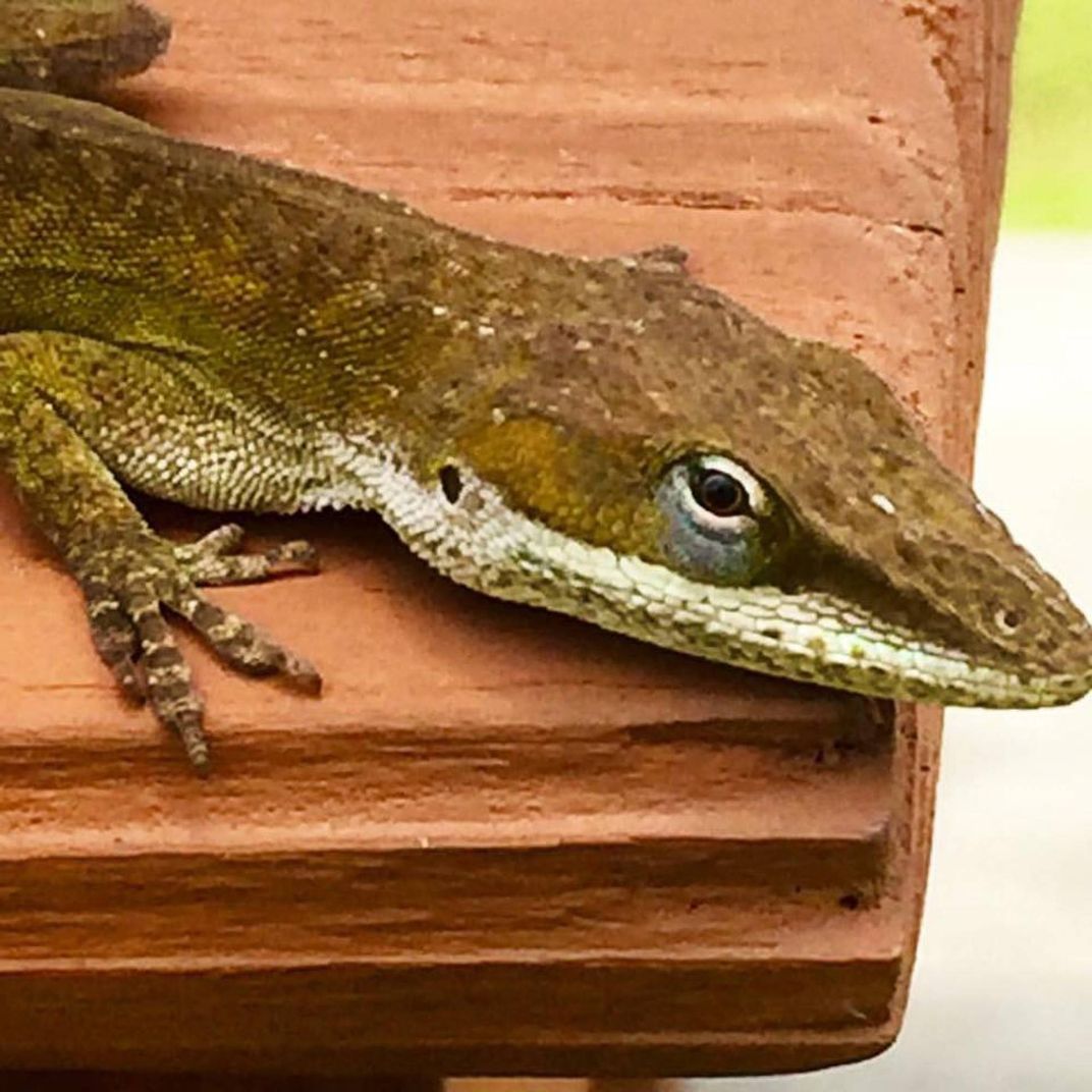 Basking Carolina Anole | Smithsonian Photo Contest | Smithsonian Magazine