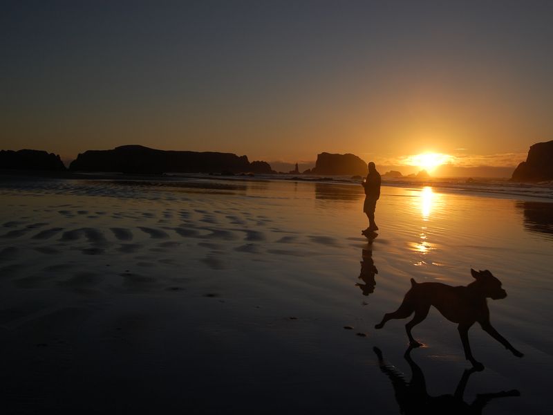 Dog enjoying the beach at sunset. | Smithsonian Photo Contest ...
