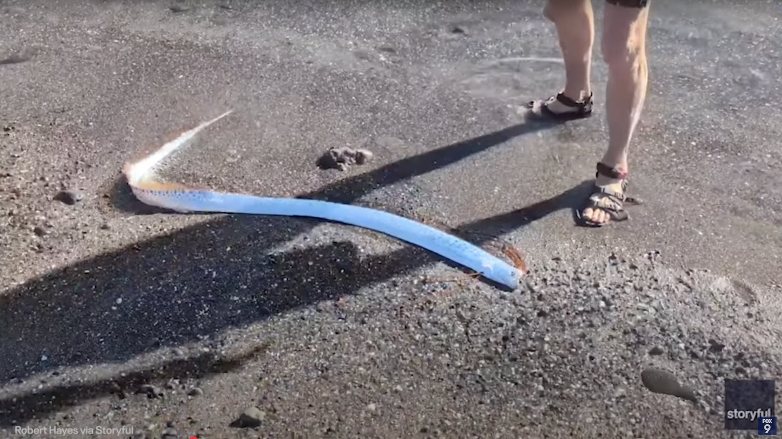 See a Deep-Sea Oarfish Caught Alive on Video in a Rare Encounter on a ...