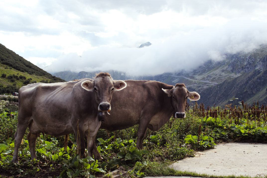 Cows of Alps | Smithsonian Photo Contest | Smithsonian Magazine