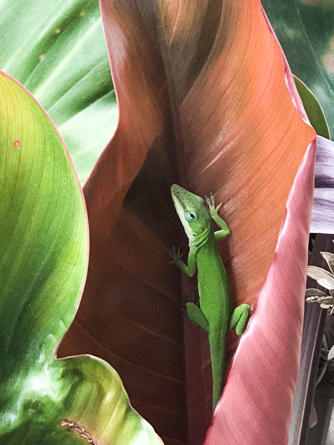 Lizard cozy at home | Smithsonian Photo Contest | Smithsonian Magazine