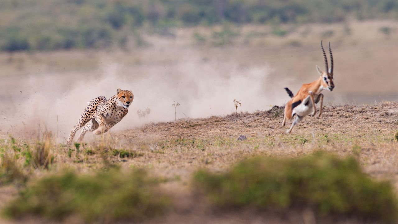 do animals get stressed