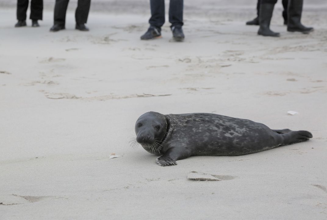 white baby sea lions