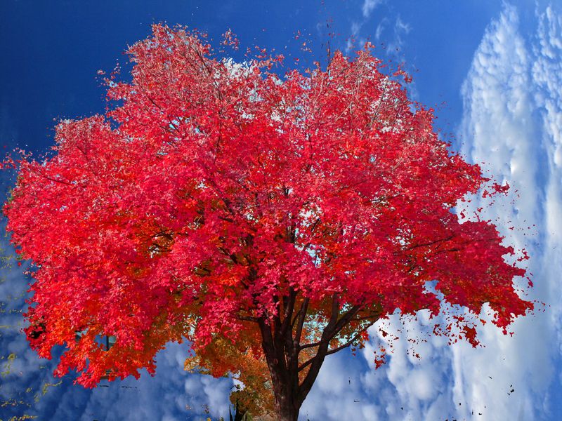 Red Tree. Jazzed up the color a bit. Threw in some vertical sky. Keep ...