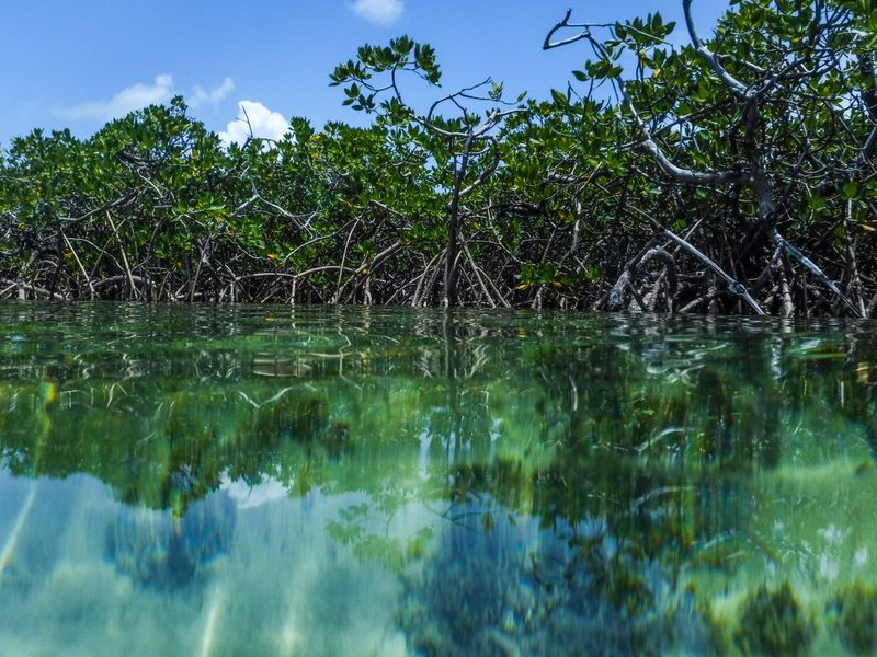 Mangroves | Smithsonian Photo Contest | Smithsonian Magazine