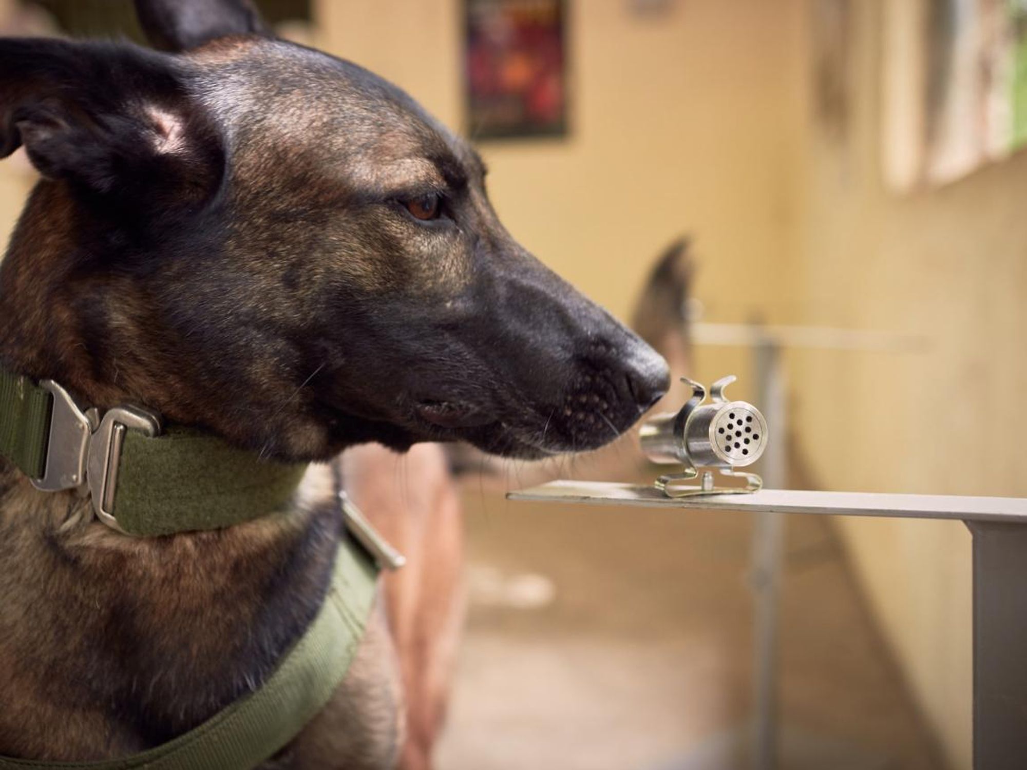 Sniffer Dogs Represent the Latest Weapon in the Fight Against the ...