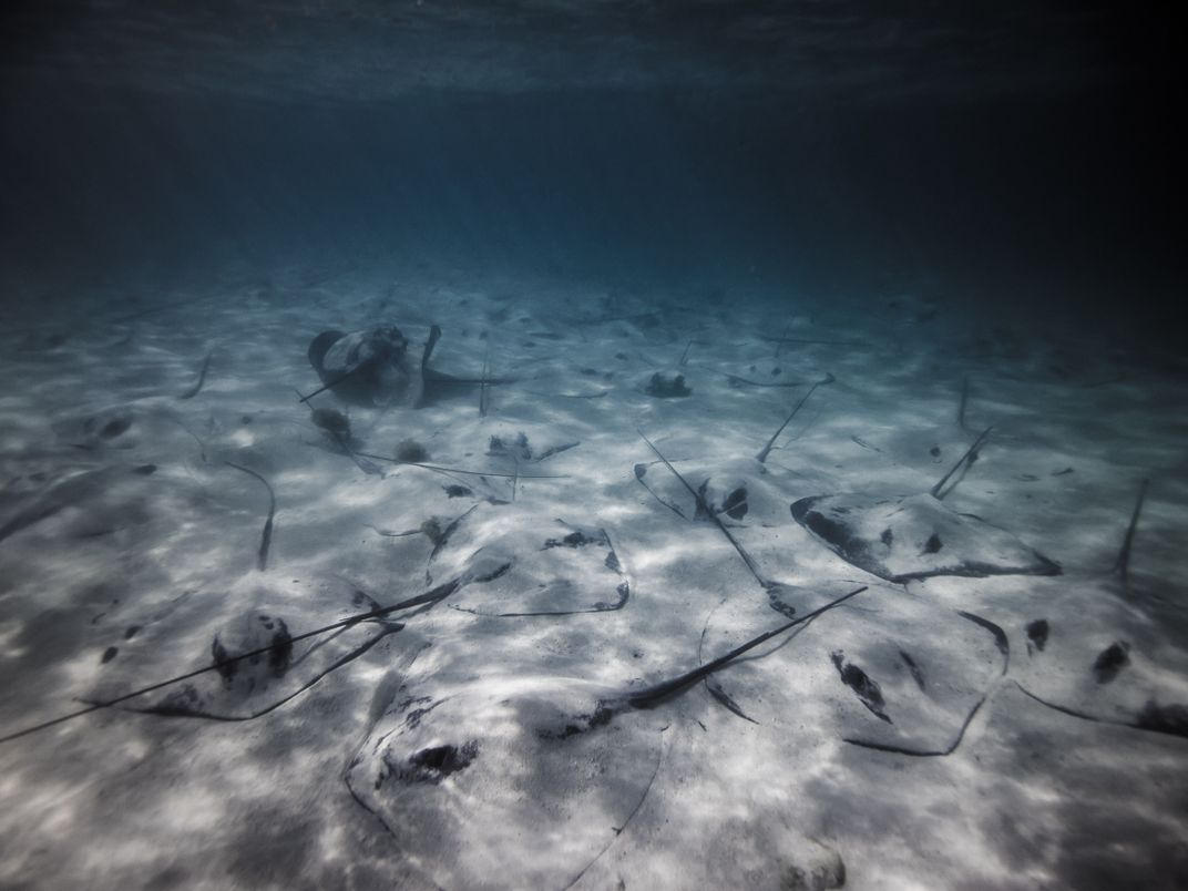 Fever of Rays | Smithsonian Photo Contest | Smithsonian Magazine
