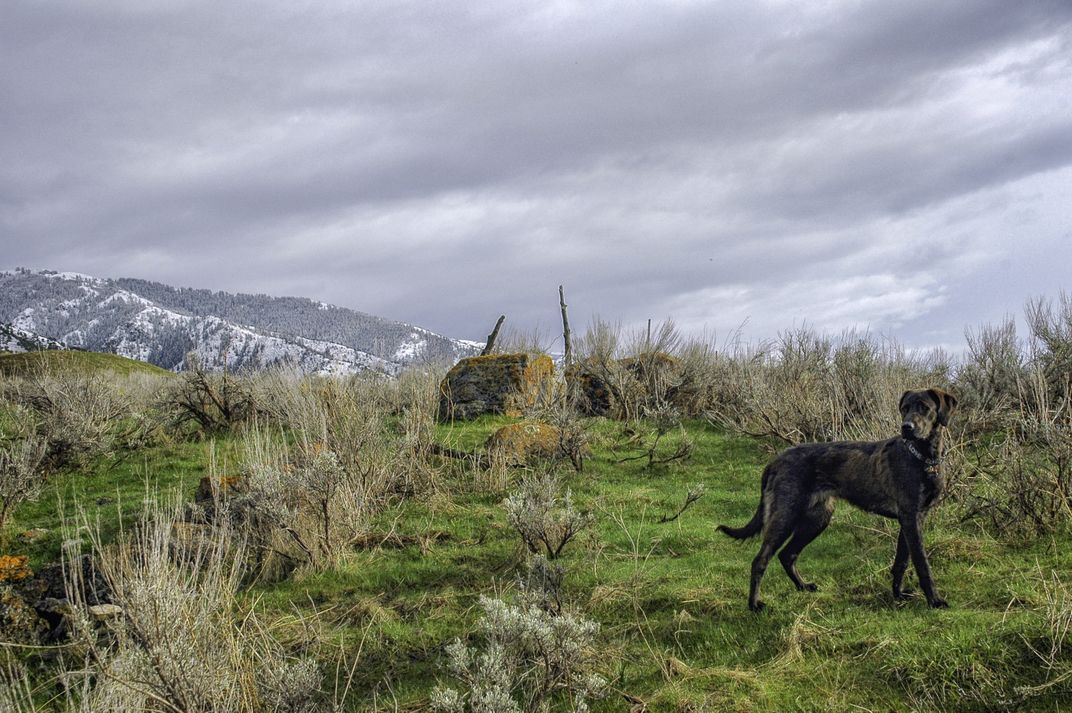 Mountain Mutt | Smithsonian Photo Contest | Smithsonian Magazine