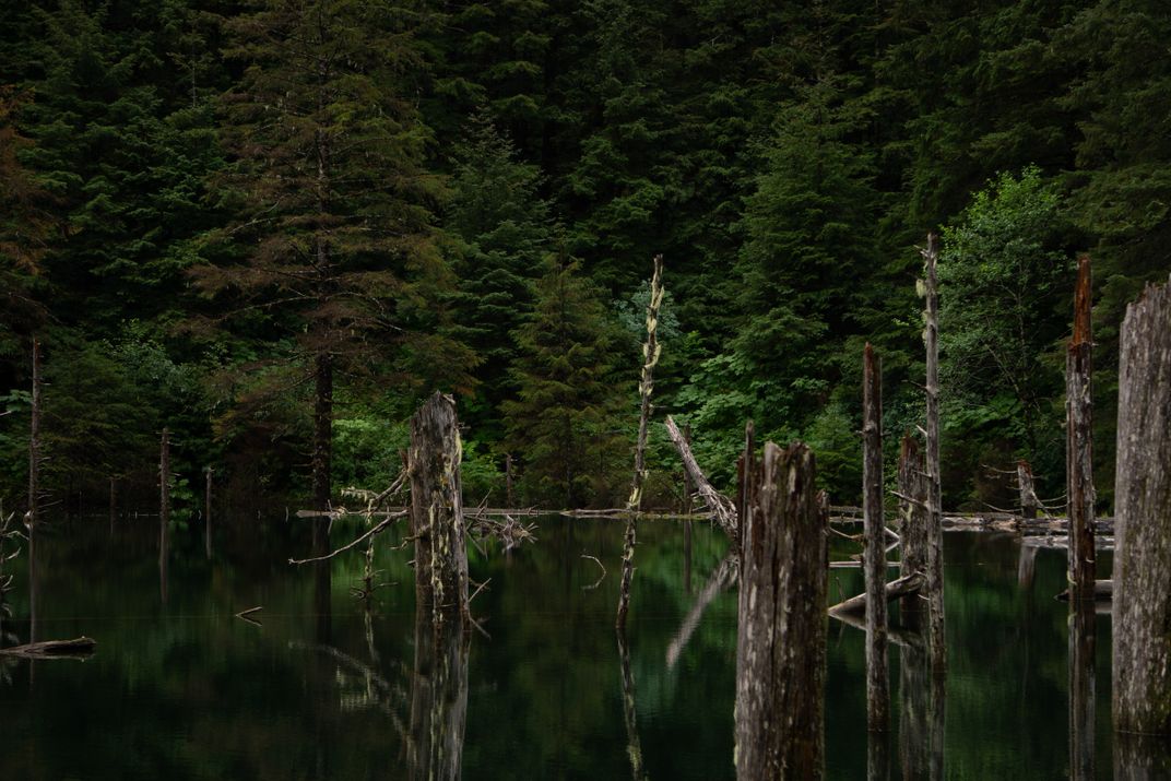 Underwater Forest | Smithsonian Photo Contest | Smithsonian Magazine