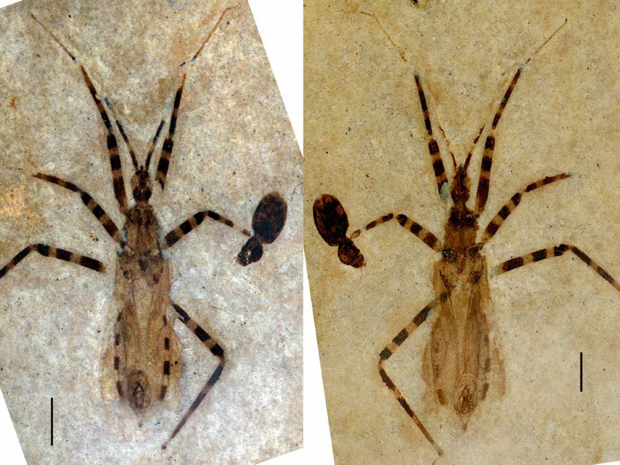 Ancient Insect Genitals Found in 50-Million-Year-Old Fossil