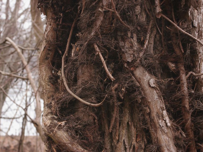Vines wrapped around a tree | Smithsonian Photo Contest | Smithsonian ...