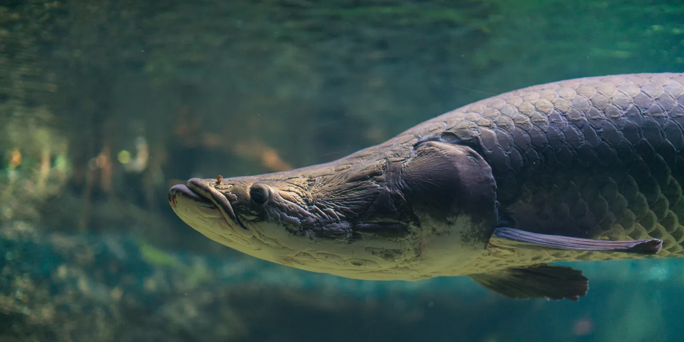 Ten Fascinating Facts About the Arapaima, the Largest Freshwater Fish ...