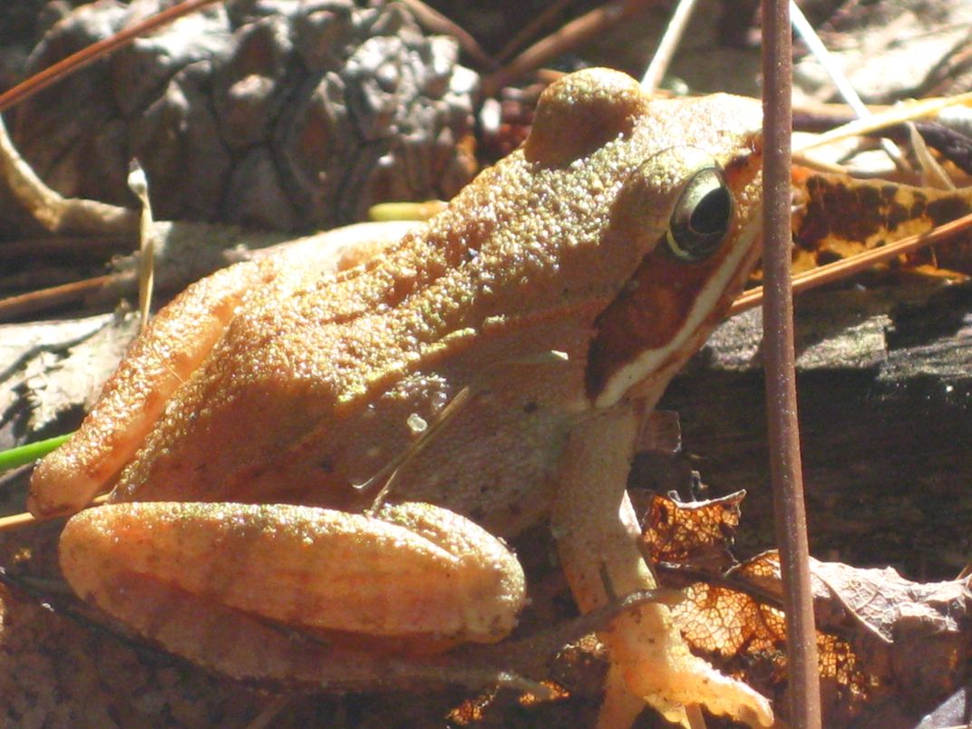 Toad in the Woods | Smithsonian Photo Contest | Smithsonian Magazine