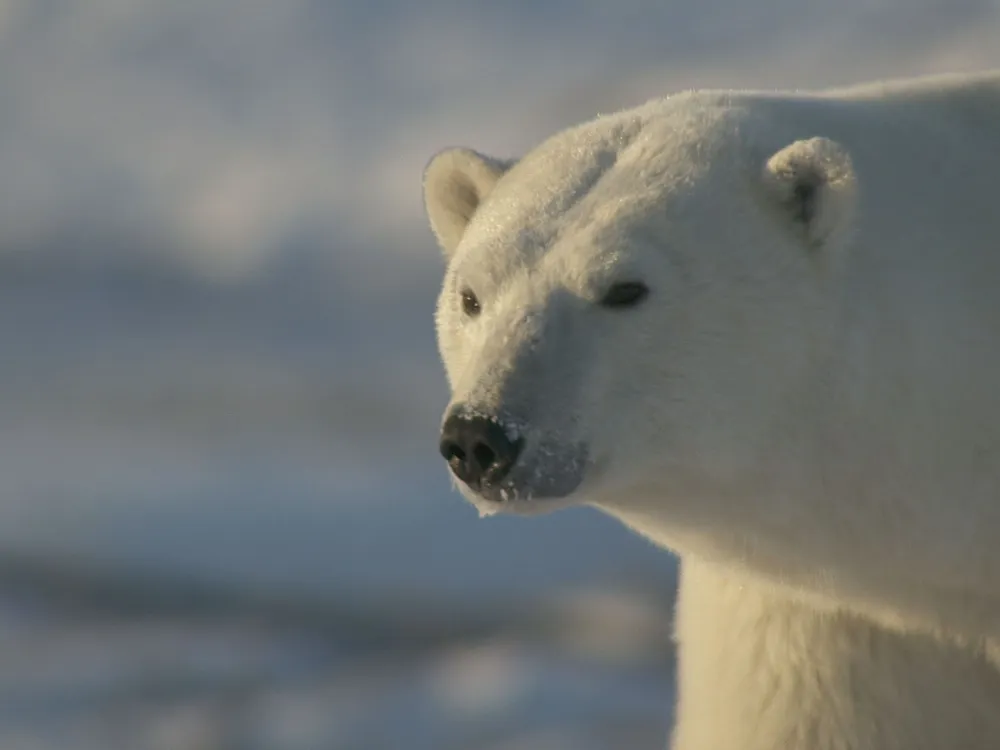 polar bear cbbc