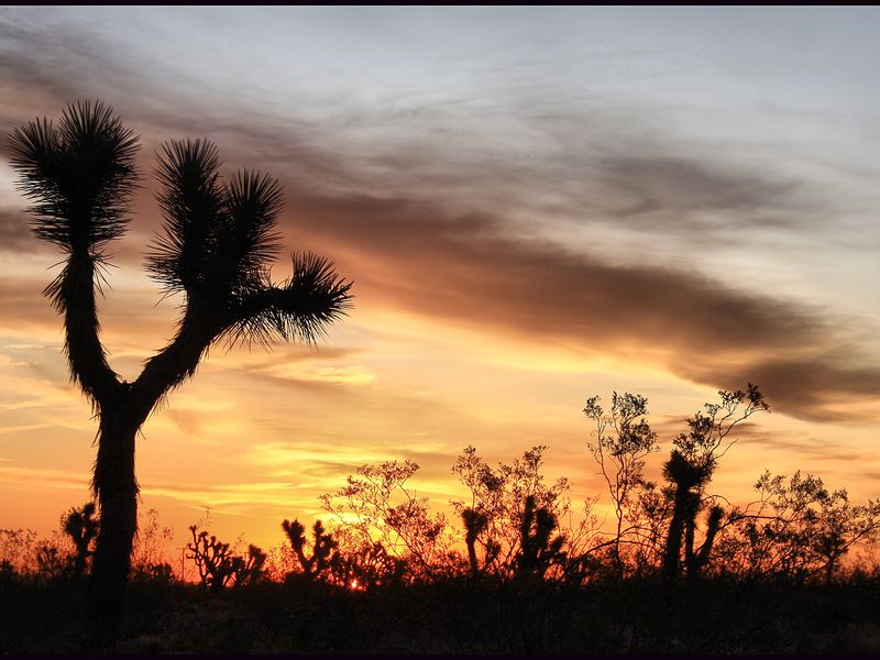 Desert Sunrise, Palmdale, ca | Smithsonian Photo Contest | Smithsonian ...