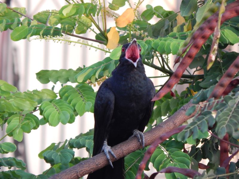 MATING CALL | Smithsonian Photo Contest | Smithsonian Magazine