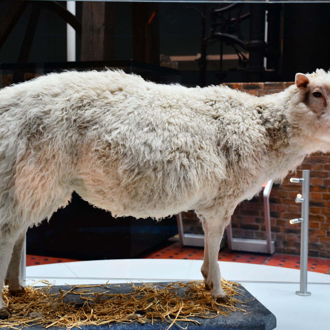 dolly the sheep clone process