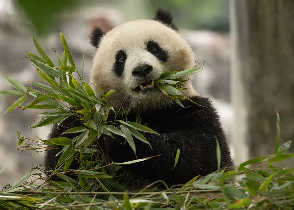 The Smithsonian National Zoo's New Giant Pandas Will Make Their Public ...