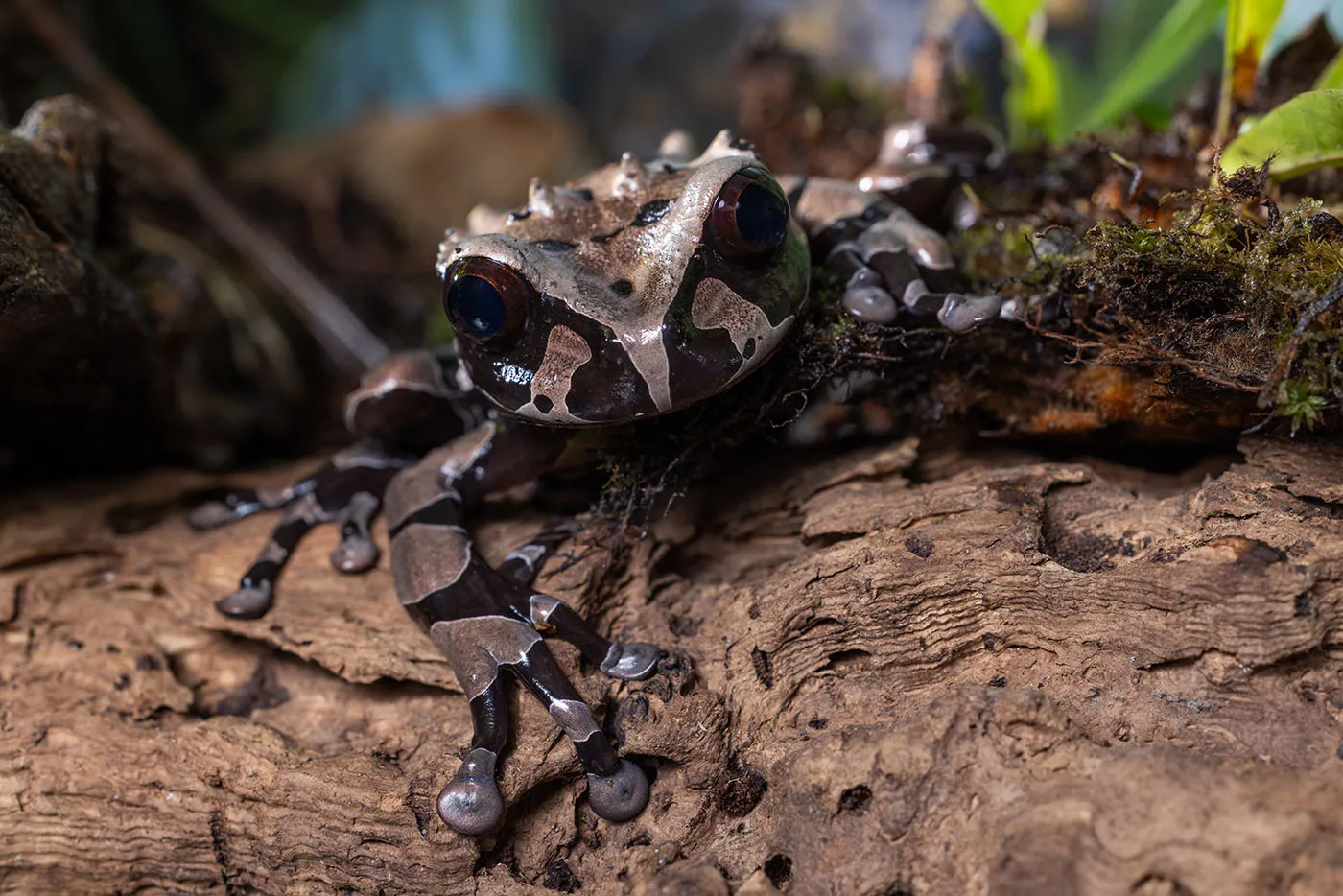 Hope Returns to Panama’s Forests With the Rediscovery of Four Missing ...