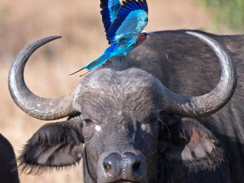 Bull's Eye | Smithsonian Photo Contest | Smithsonian Magazine