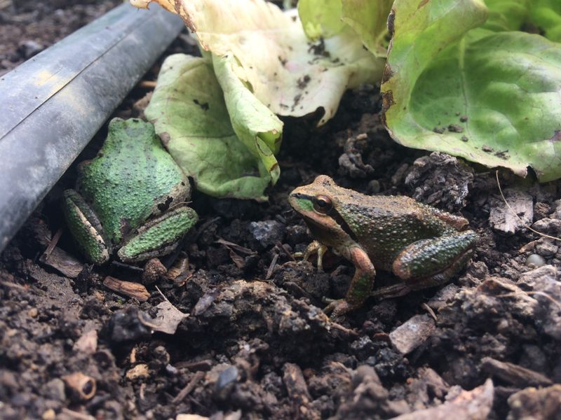 Frogs in the greenhouse | Smithsonian Photo Contest | Smithsonian Magazine