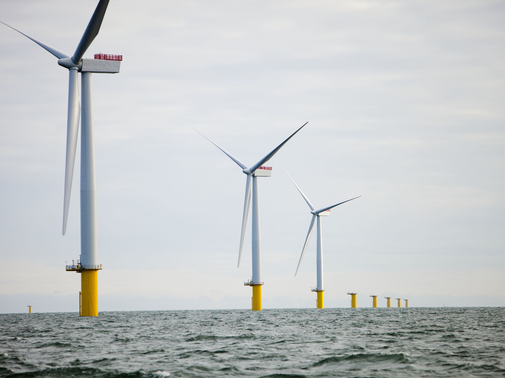 Offshore Wind Farms Offer Seals a Smorgasbord of Fish