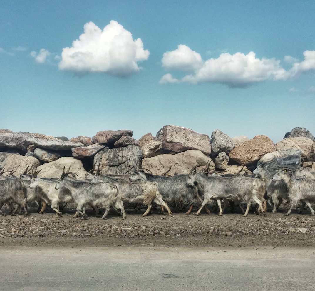 Samos goats | Smithsonian Photo Contest | Smithsonian Magazine