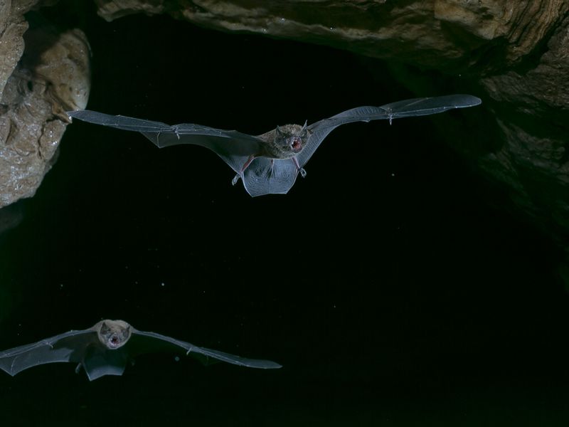 Pteronotus parnellii bat getting out to feed from "El venado caves" in ...