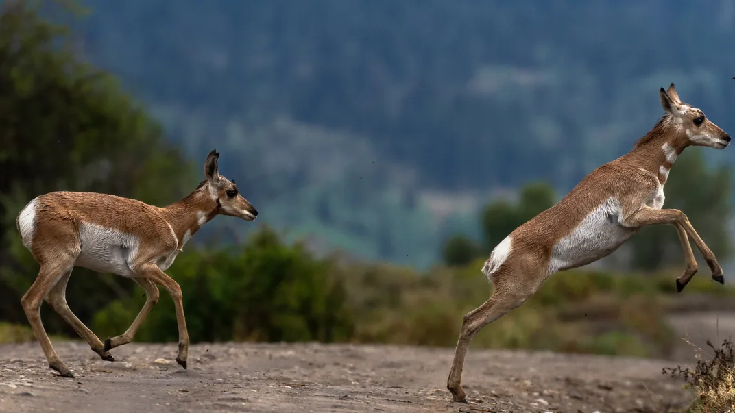 Road Crossing: Young pronghorn leaping across the road | Smithsonian ...