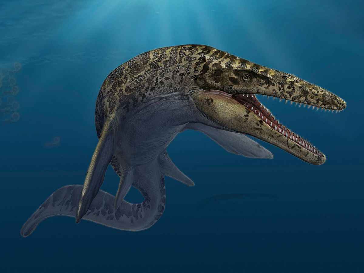 Massive Mosasaurs May Have Evolved More Than Once