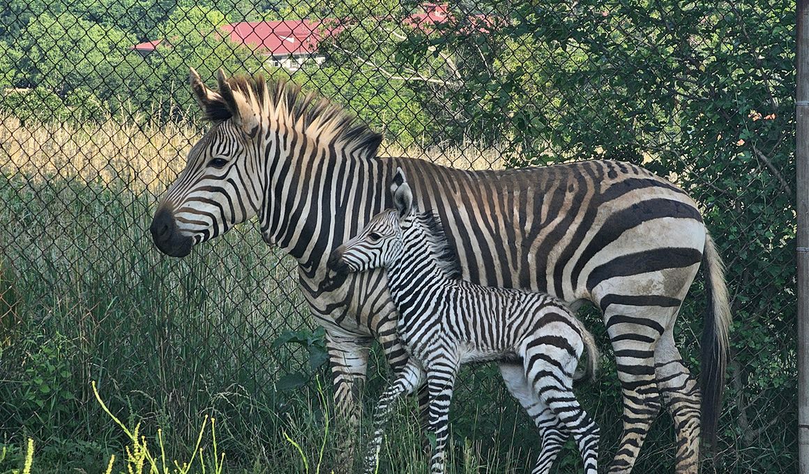 National Zoo and Conservation Biology Institute Blog | Smithsonian Magazine