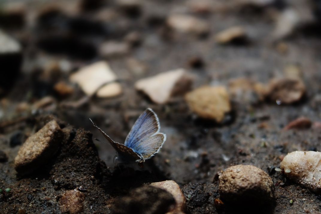 Butterfly sitting on a rock. | Smithsonian Photo Contest | Smithsonian ...