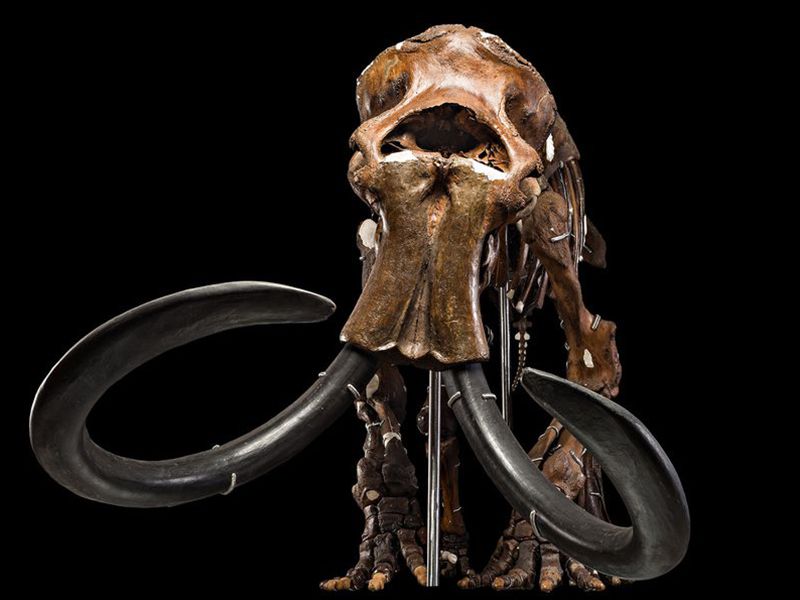 smithsonian earth through time