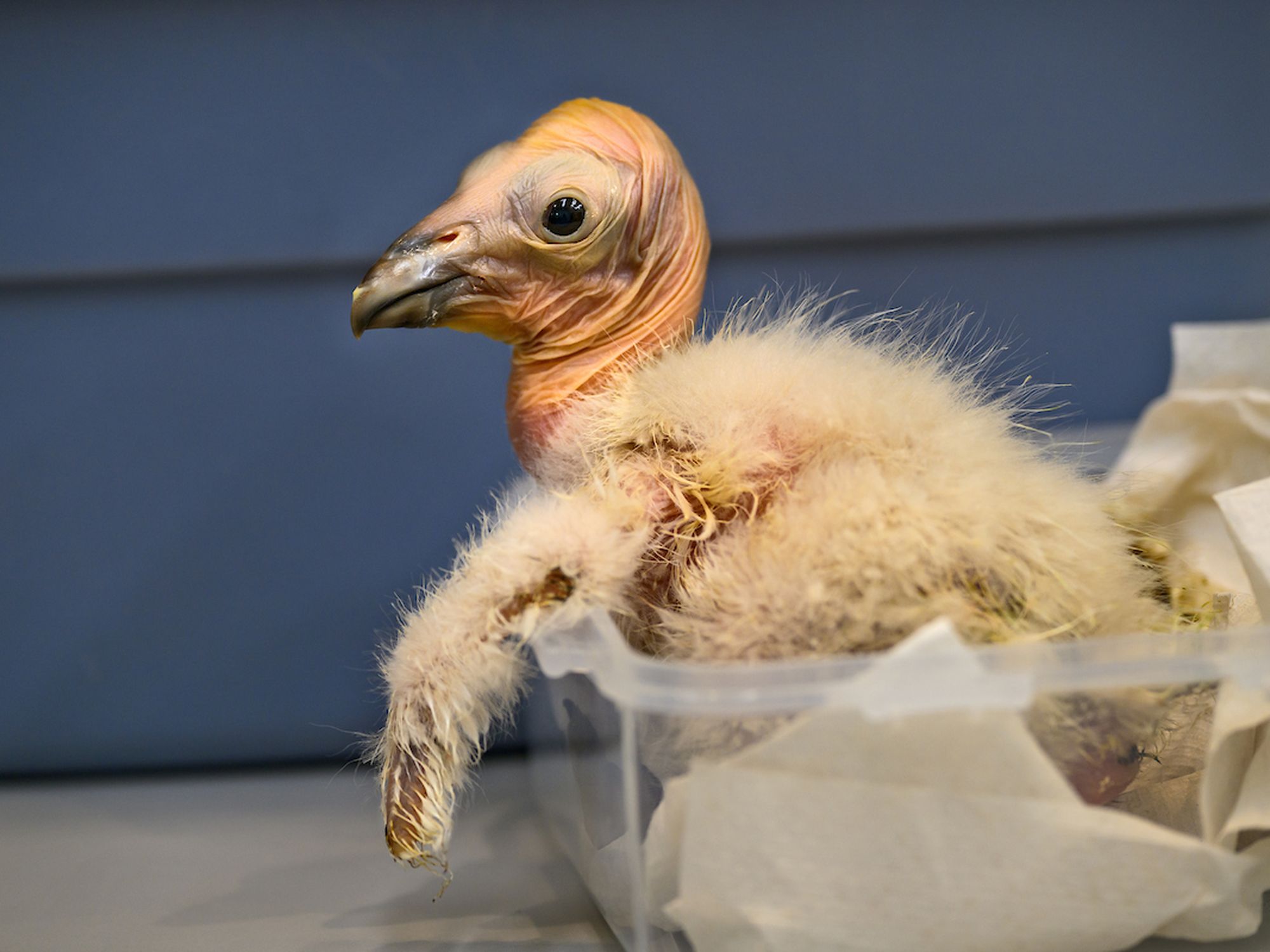 A Record-Breaking 17 California Condor Chicks Hatched at the L.A. Zoo ...