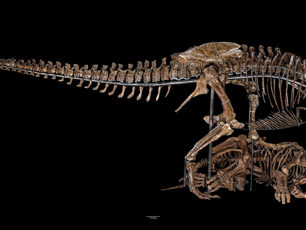 Homecoming King: The Nation’s T. rex Returns to the Smithsonian