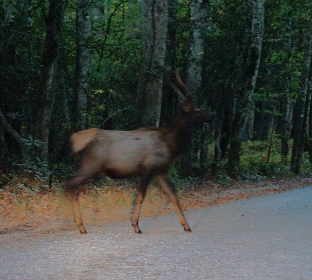 Elusive Ghost Elk of Cataloochee | Smithsonian Photo Contest ...