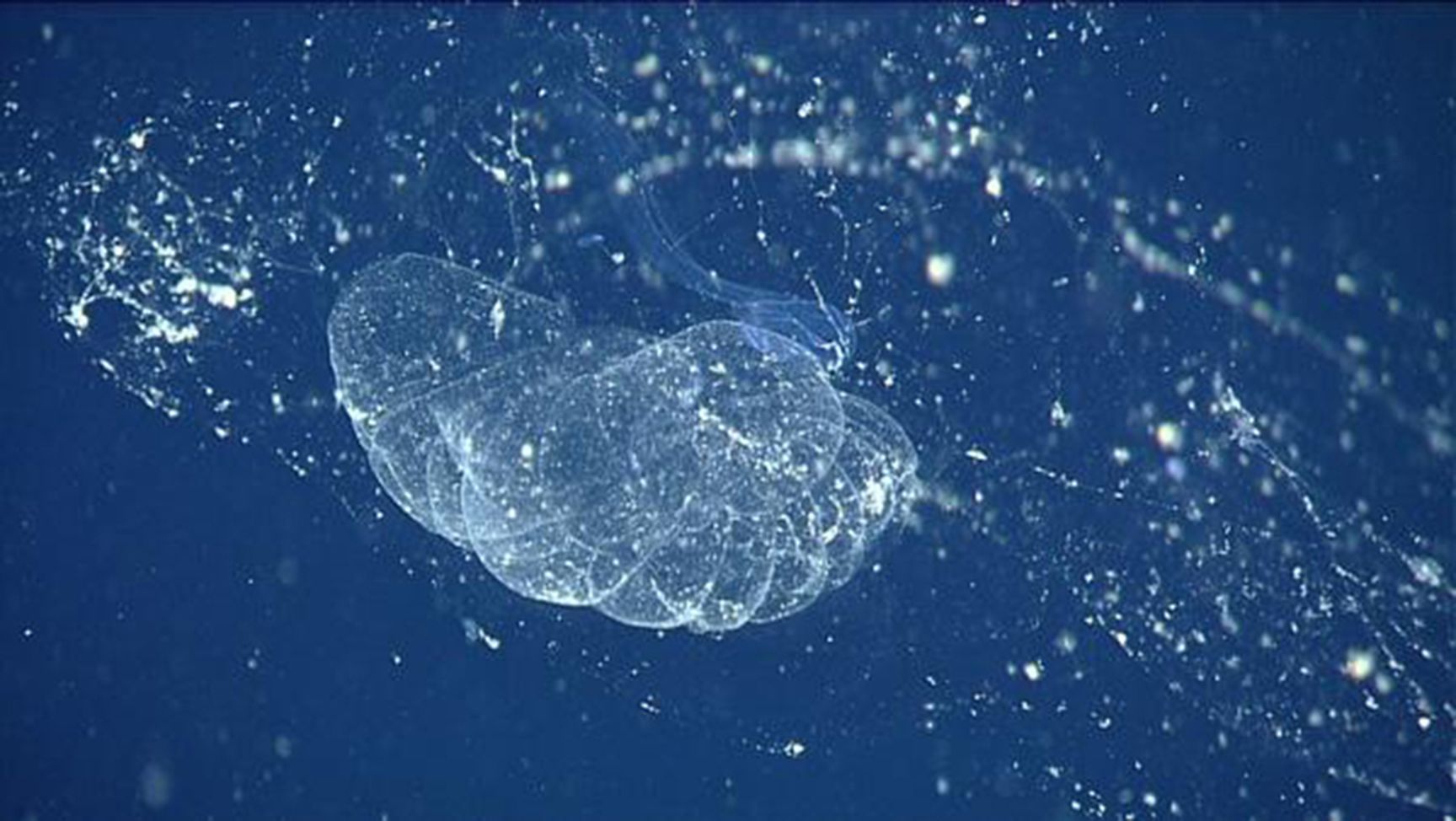 Scientists Finally Spot Giant, Slimy Sea Blob First Found Over a ...
