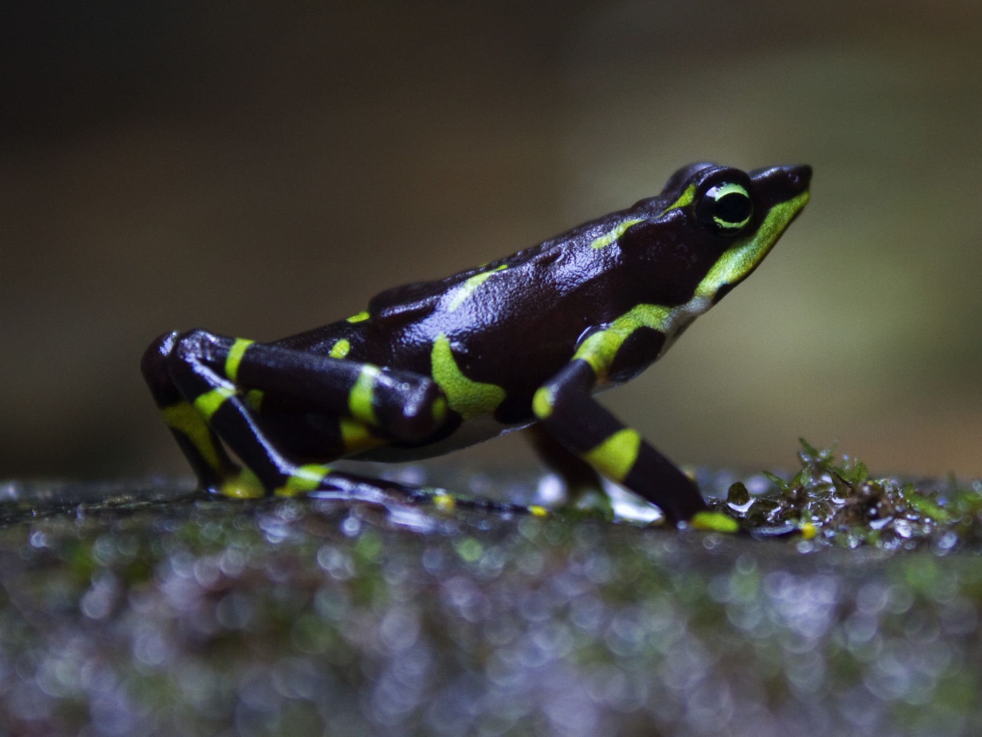 Bezos Earth Fund Gives $2 Million Grant to Launch Groundbreaking ...